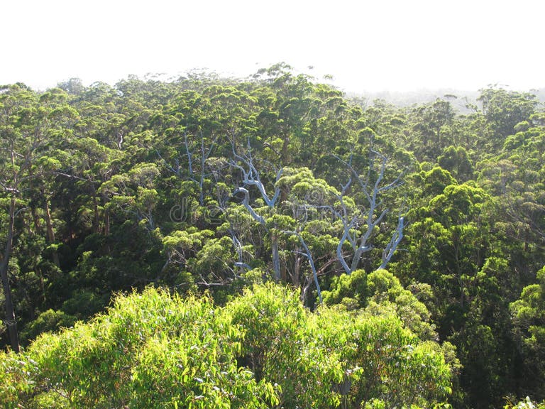 Karri Trees, West Australia Stock Photo - Image of empire, australia ...