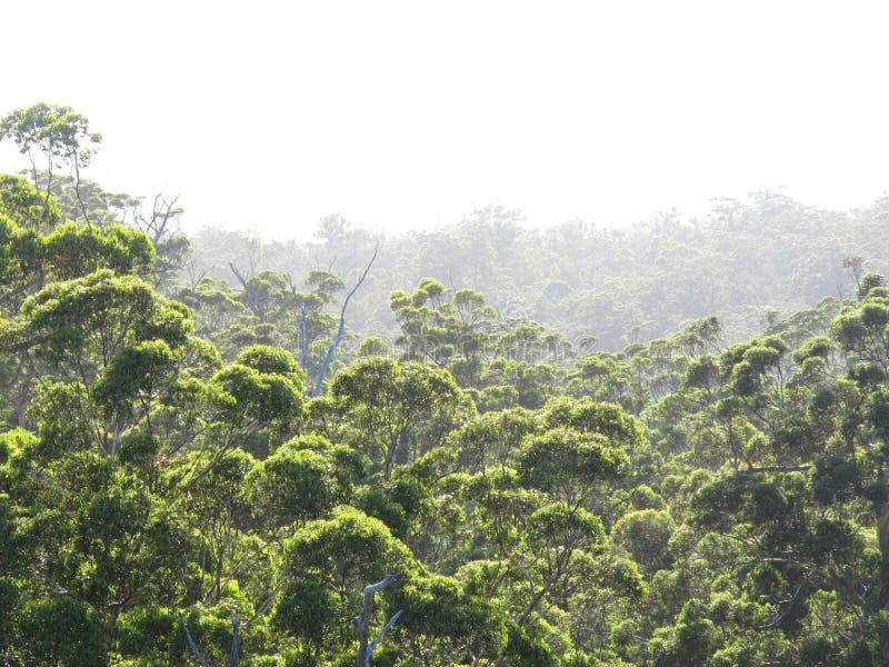 Karri Trees, West Australia Stock Image - Image of bark, nornalup: 65172667