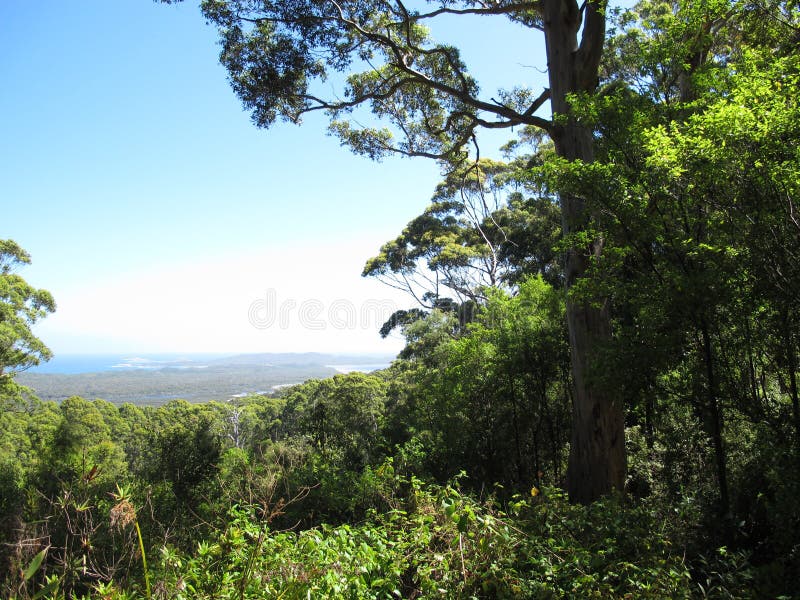 Karri Trees, West Australia Stock Photo - Image of giant, nornalup ...
