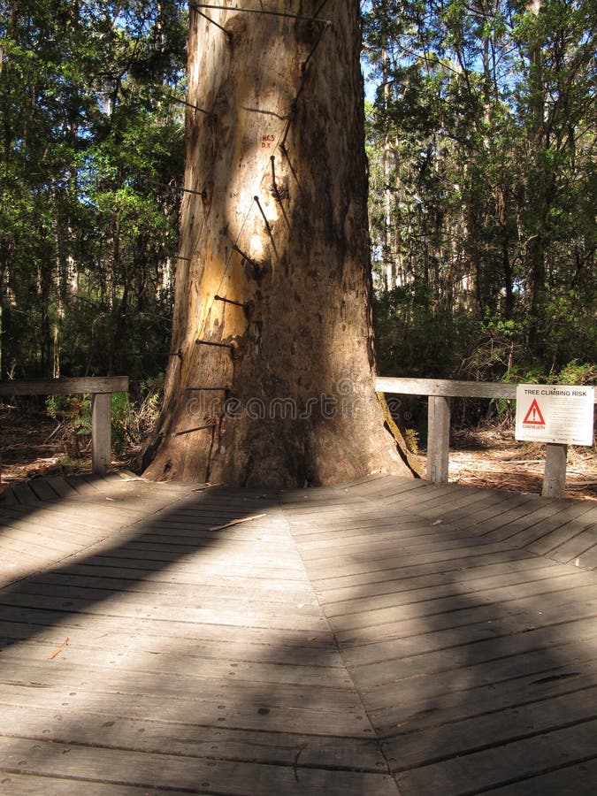 Karri Trees, West Australia Stock Image - Image of green, eucalyptus ...