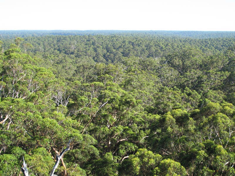 Karri Trees, West Australia Stock Image - Image of natural, margaret ...