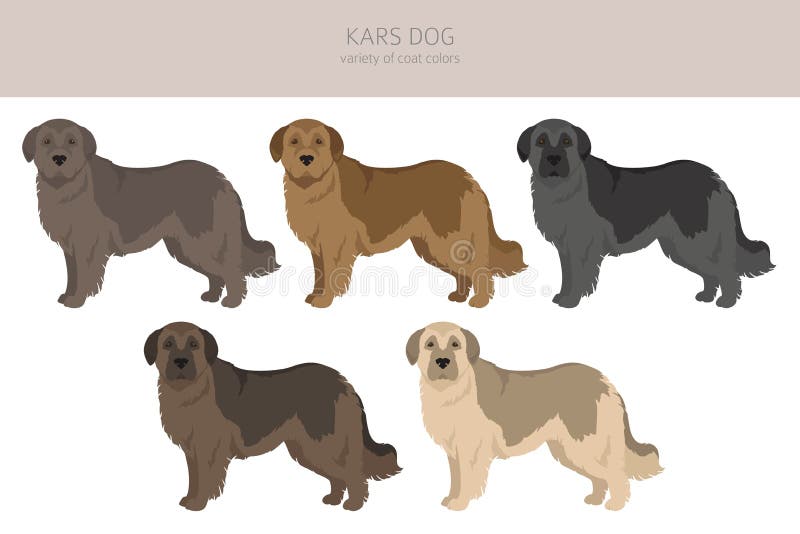 Kars Dog Clipart. Different Coat Colors Set Stock Vector - Illustration ...