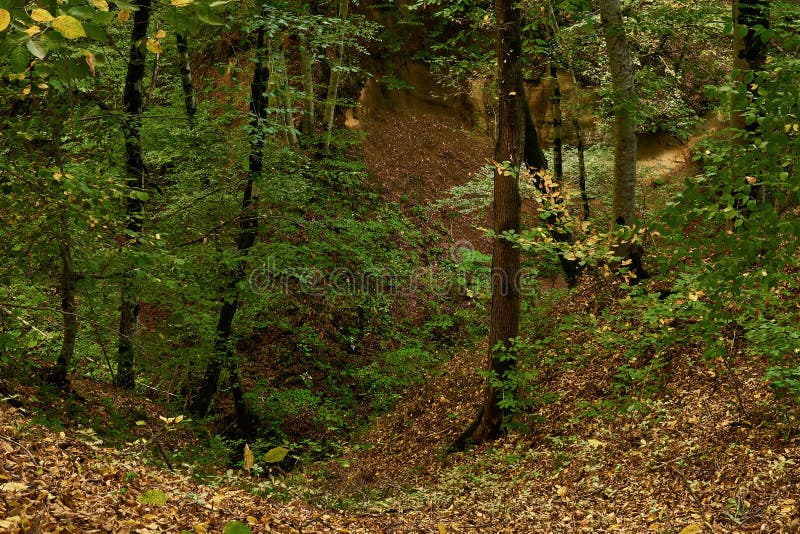 Karst Ravine in the Autumn Deciduous Forest Stock Image - Image of ...