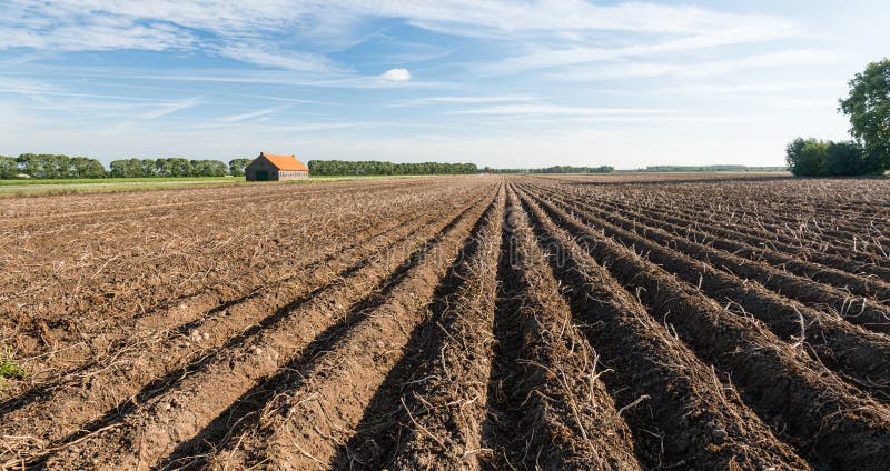 Kartoffelfeld Während Der Ernte Stockfoto - Bild von landwirtschaftlich ...
