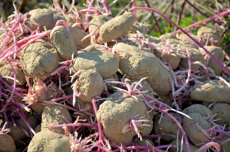 Kartoffeln, Die Bald Keimen Stockbild - Bild von erzeugnis, knolle ...