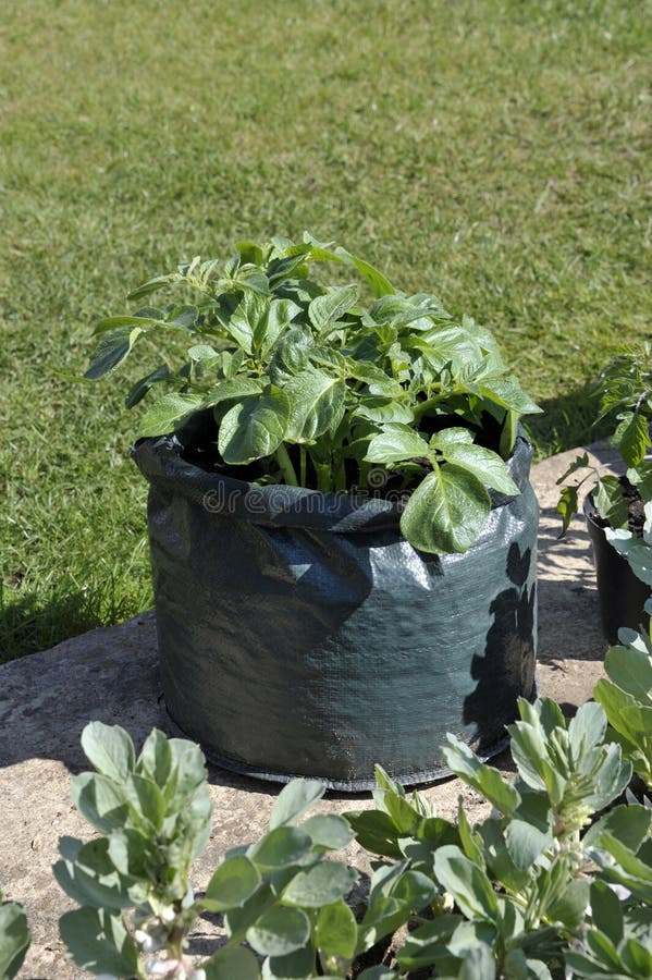 Kartoffeltasche stockfoto. Bild von frisch, gärtnern - 85577296