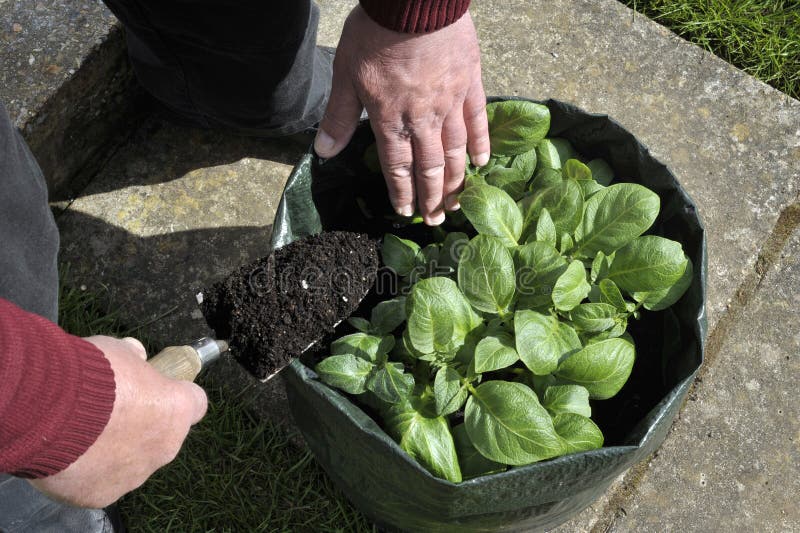 Kartoflana torba zdjęcie stock. Obraz złożonej z torba - 85577296