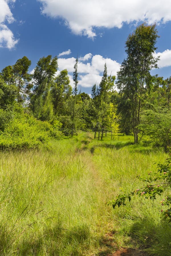 Karura Forest In Nairobi, Kenya With Deep Blue Sky Stock Photo - Image ...