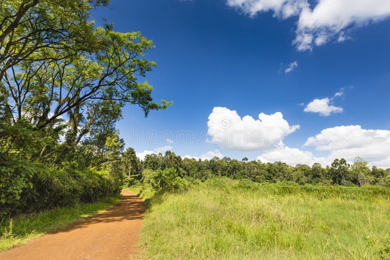 Karura Forest Path, Nairobi, Kenya Imagem de Stock - Imagem de nave ...