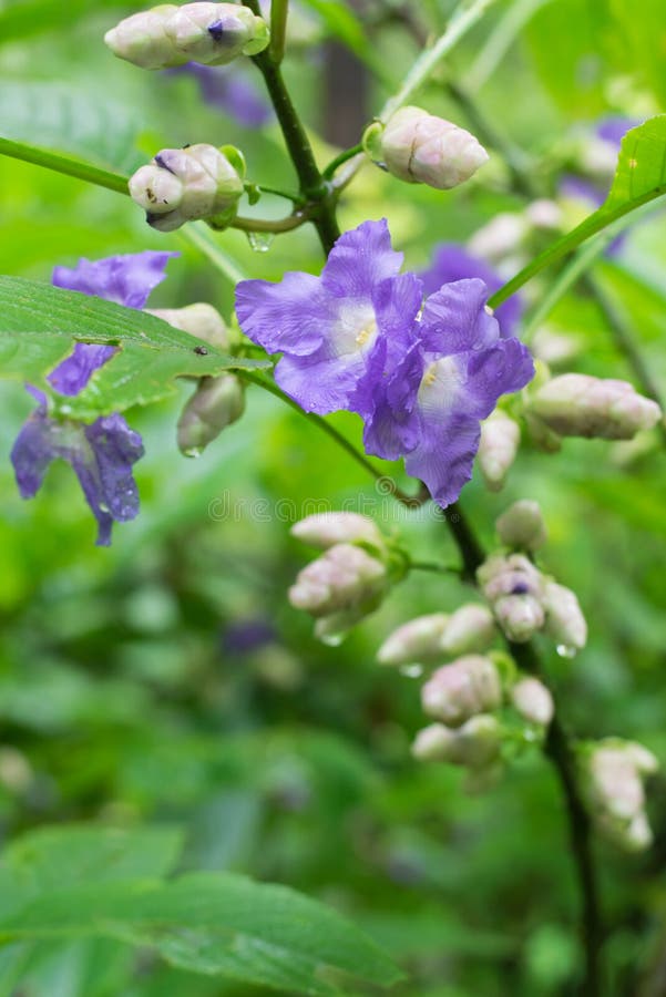 Karvy Flower stock image. Image of purple, festival - 102268707