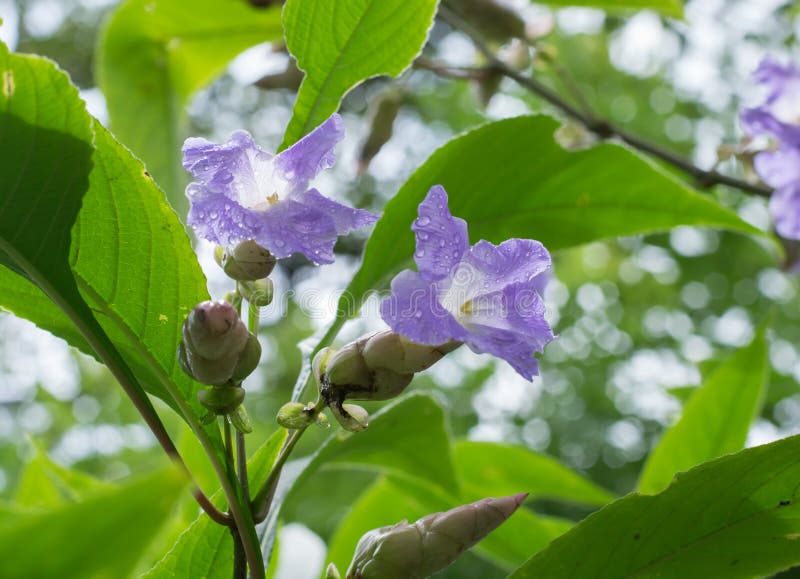 Karvy Flower stock photo. Image of trees, wild, flower - 102268762