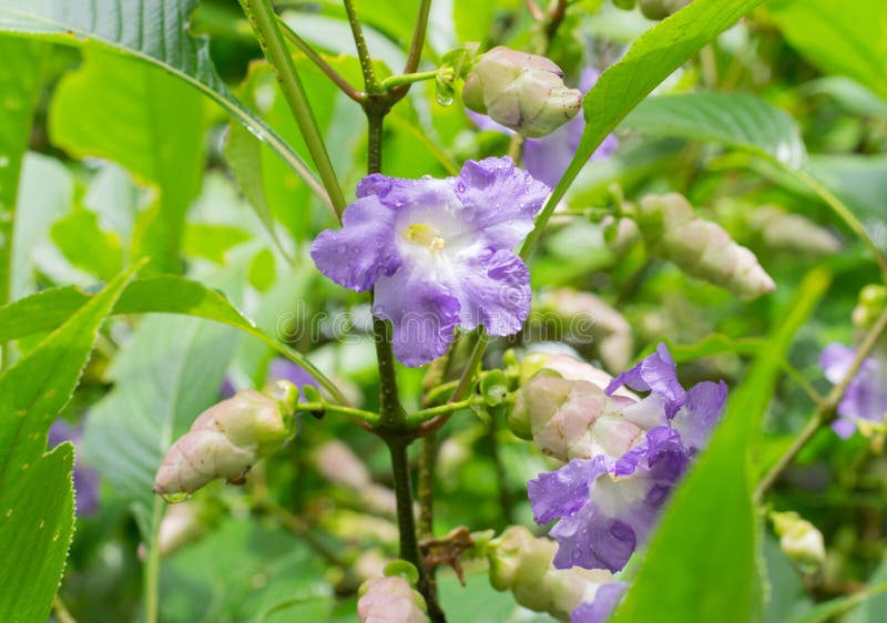 Karvy Flowers Stock Photos - Free & Royalty-Free Stock Photos from ...