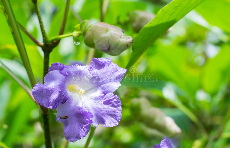 Karvy Flower stock photo. Image of trees, wild, flower - 102268762