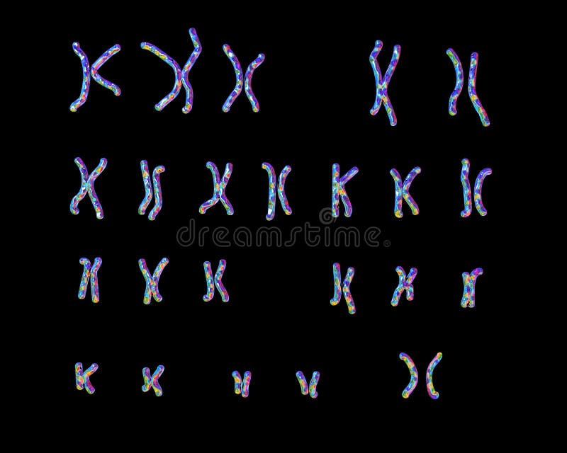 Karyotype Femelle Humain Normal Illustration Stock - Illustration du ...