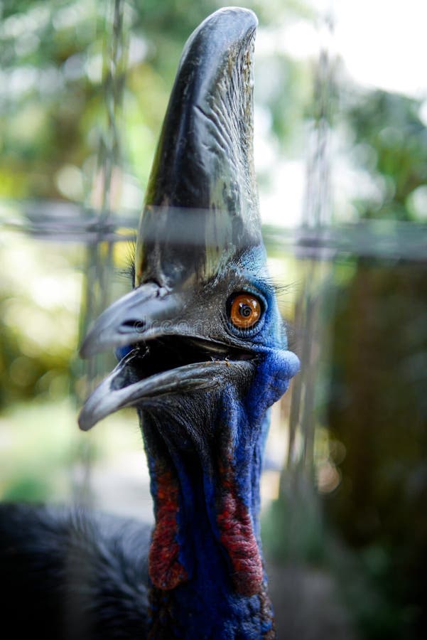 Kasawari Stock Photos - Free & Royalty-Free Stock Photos from Dreamstime