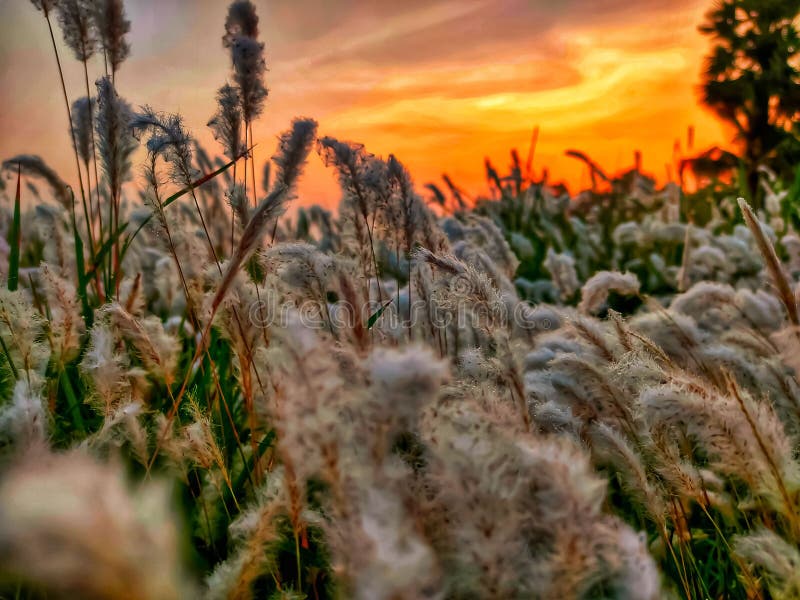 428 Kash Flower Stock Photos - Free & Royalty-Free Stock Photos from ...