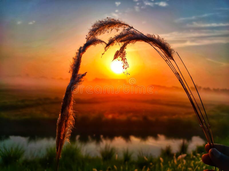 Kash flower stock image. Image of afternoon, indian, flowet - 99675795