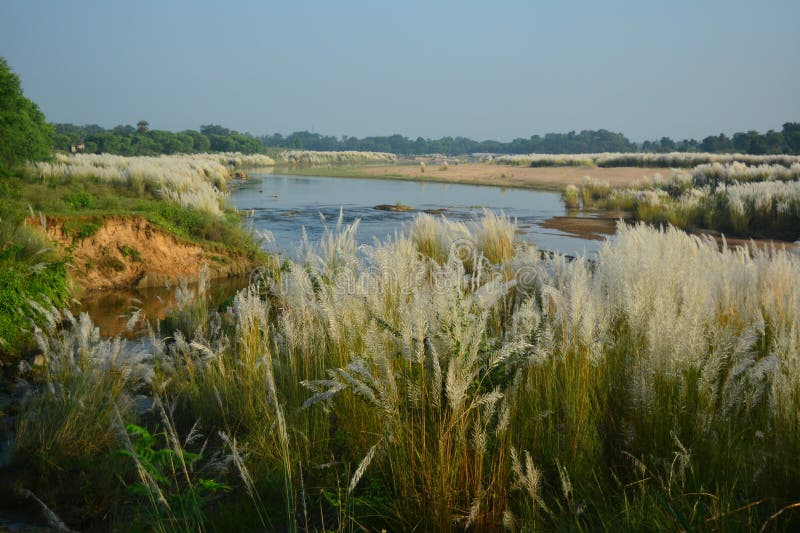 Kash Flower Stock Illustrations – 3 Kash Flower Stock Illustrations ...