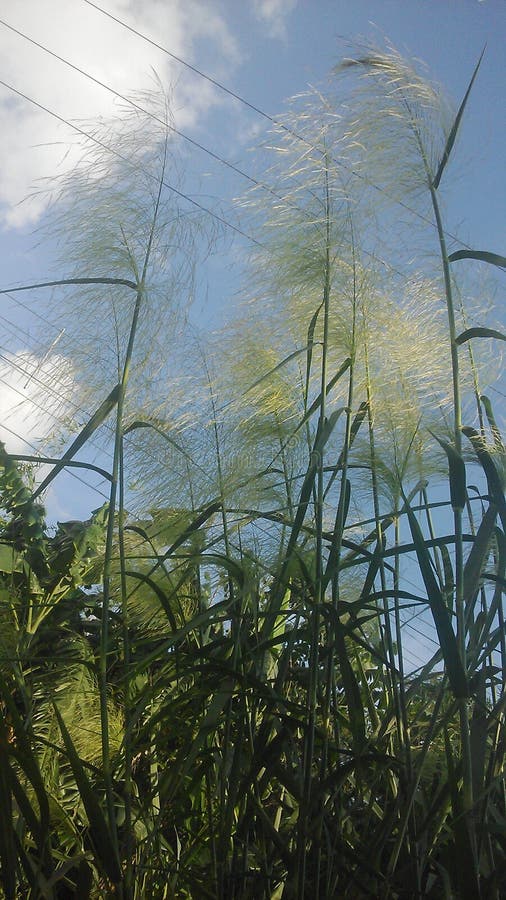 Kash full stock image. Image of full, kuch, kash, trees - 109268753