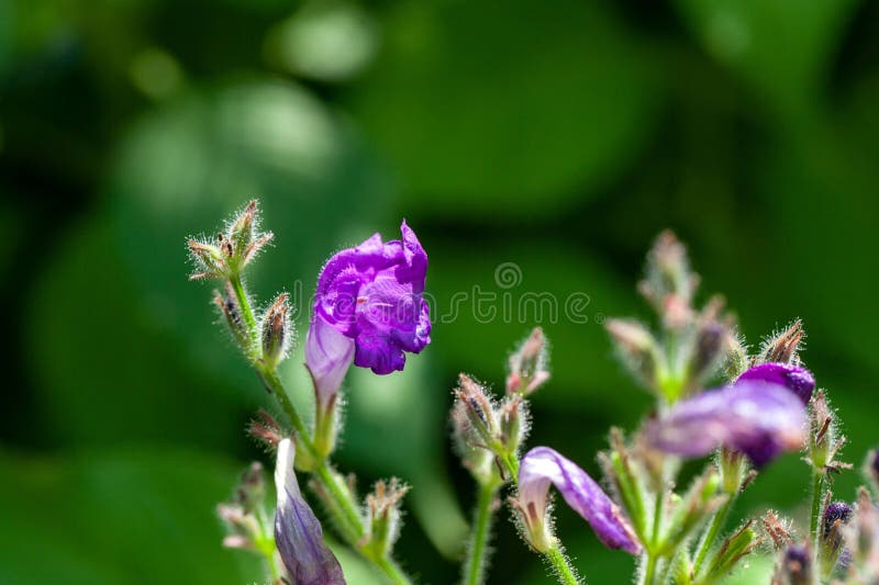 Kashmir Acanthus, Strobilanthes Atropurpureus Stock Photo - Image of ...