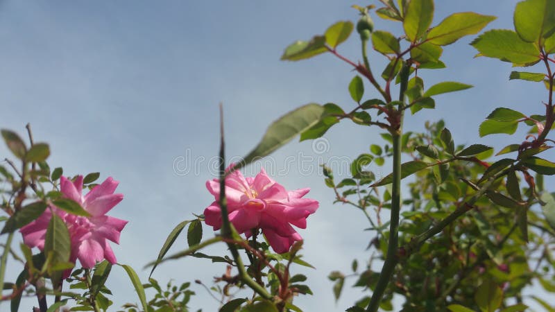 Kashmir Rose Use for Gulkand Recepe Stock Photo - Image of rose ...