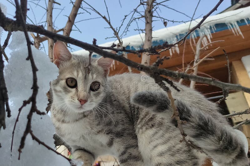 Kashmiri Cat Stock Photos - Free & Royalty-Free Stock Photos from ...