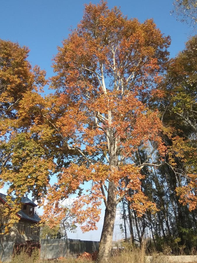 Kashmiri chinar tree stock photo. Image of kashmir, beauty - 209730308
