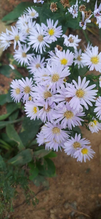 Tartaricus Stock Photos - Free & Royalty-Free Stock Photos from Dreamstime