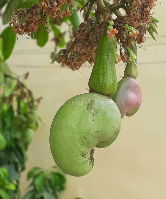 Kasoy 1 stock image. Image of cashew, tree, fruit, kasoy - 156484363
