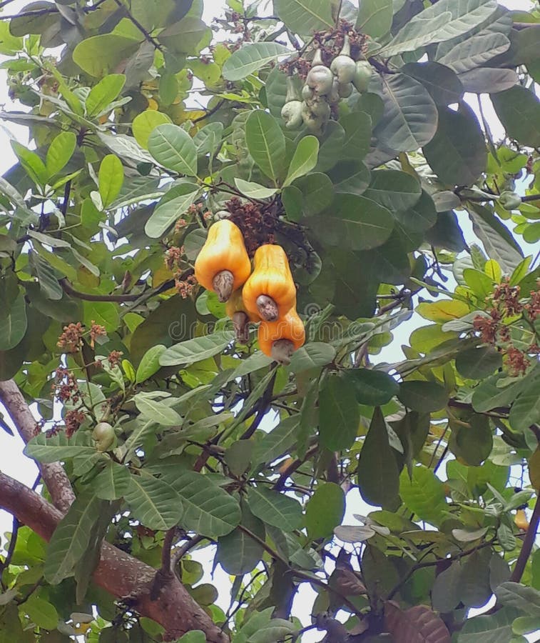 Kasoy2 Stock Photos - Free & Royalty-Free Stock Photos from Dreamstime