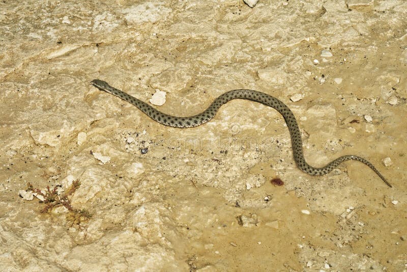 Kaspisches Peitschenschlange Dolichophis Caspius Auch Coluber Caspius ...
