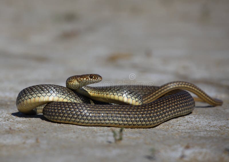 Caspian Whip Snake Dolichophis Caspius Coluber Caspius , Bekend Als De ...