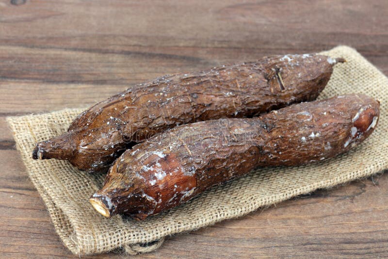 Kassava (kassava) fotografering för bildbyråer. Bild av organiskt ...