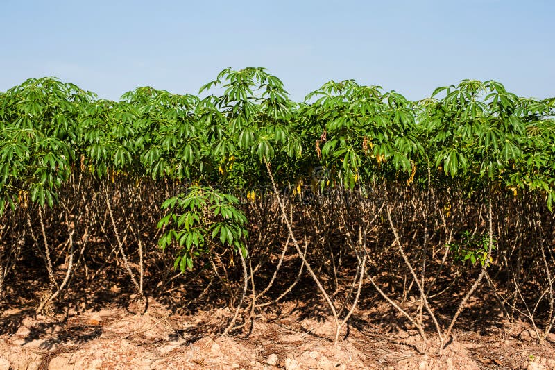 Cassavatree arkivfoto. Bild av bifokal, askfat, cassava - 14380272