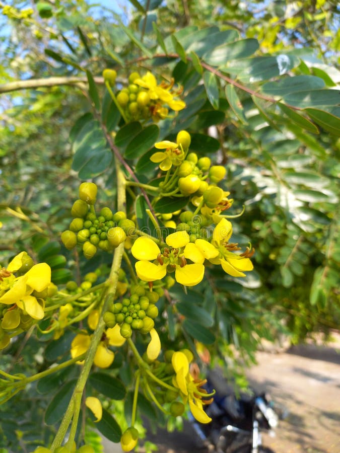 217 Kas Plant Stock Photos - Free & Royalty-Free Stock Photos from ...