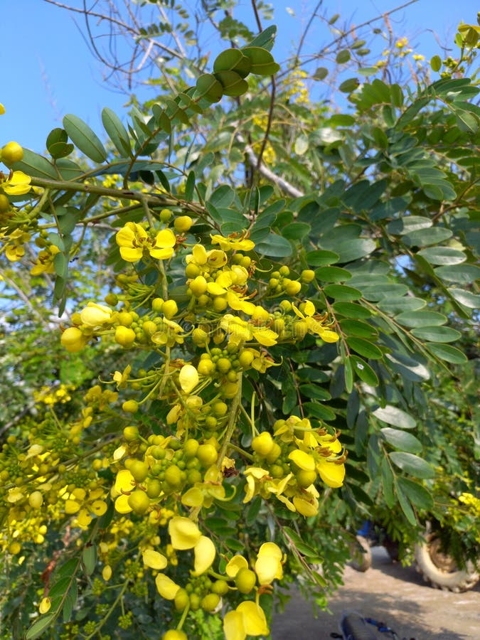 Tangedu Flower Stock Photos - Free & Royalty-Free Stock Photos from ...