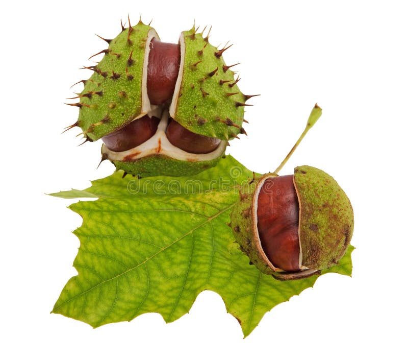 Kastanie stockfoto. Bild von nave, baum, september, makro - 16012594