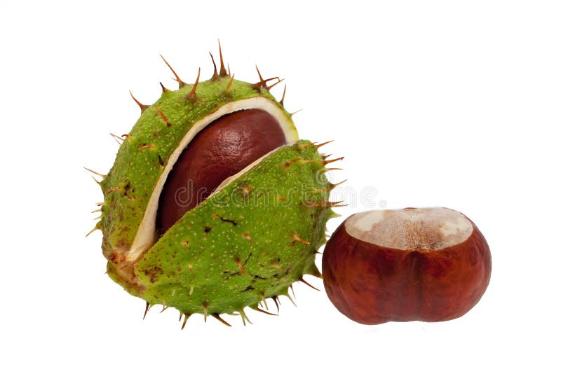 Kastanie stockfoto. Bild von nave, baum, september, makro - 16012594