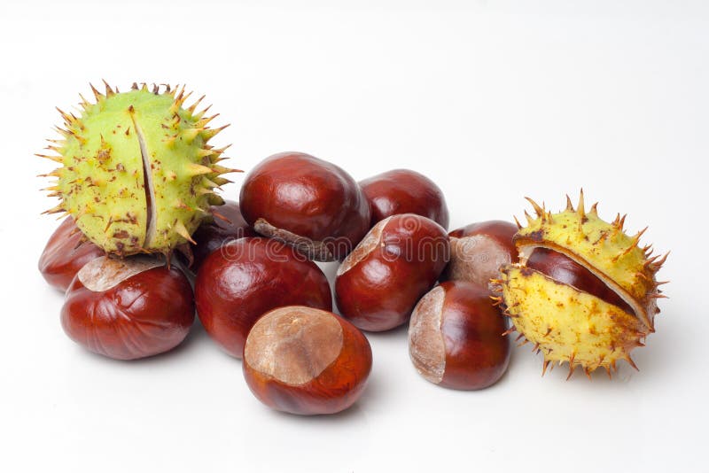 Kastanie stockbild. Bild von fallen, orange, umgebung - 27028105