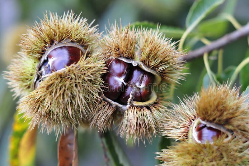 Kastanien stockbild. Bild von horizontal, hülse, farbe - 27318909