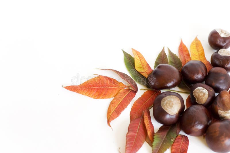 Kastanien stock image. Image of kernel, leaf, garden, park - 3382115