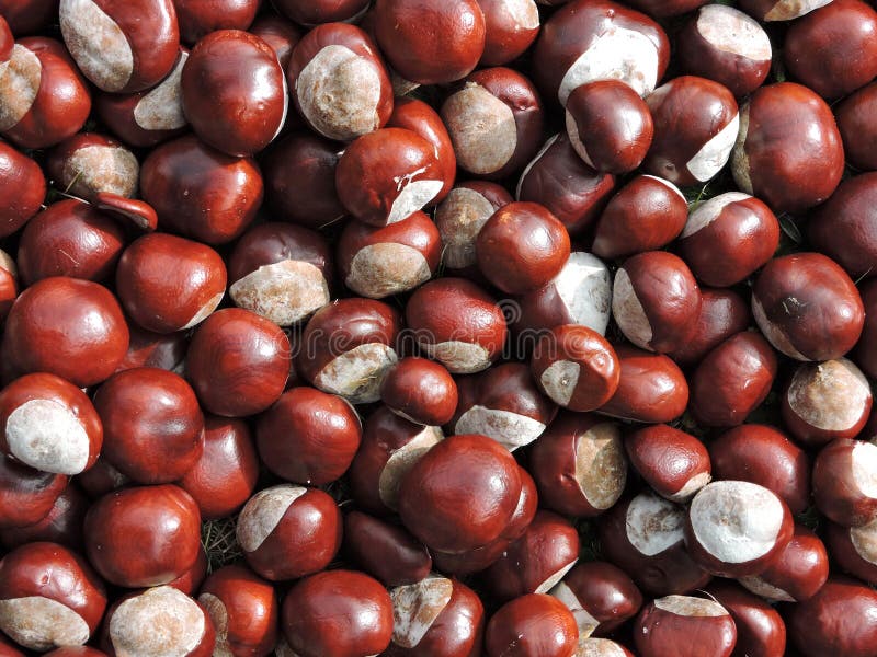 Kastanien stockbild. Bild von muttern, nahrung, herbst - 27054571