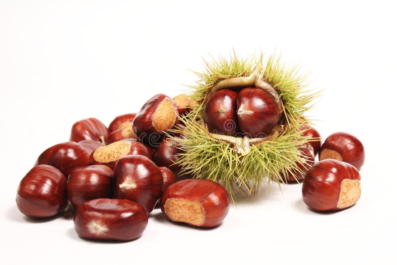 Kastanien stockfoto. Bild von braun, frucht, wald, ernte - 16515124