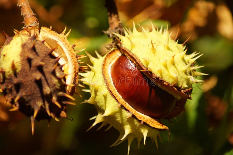 Kastanienbaum Frucht Stockfotos und Bilder - Laden Sie 210 lizenzfreie ...