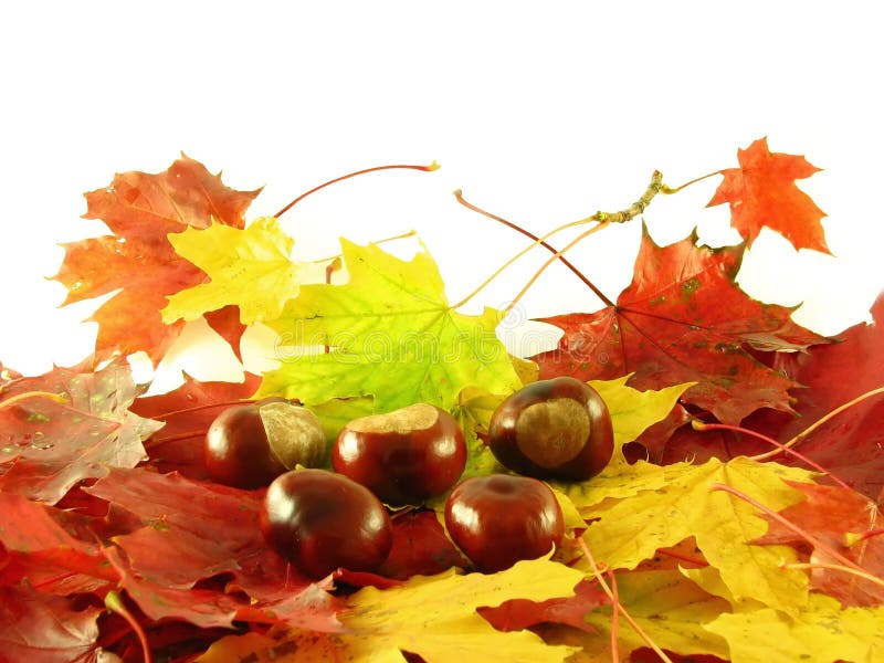 Kastanien und Herbstblatt stockbild. Bild von kastanien - 3226299