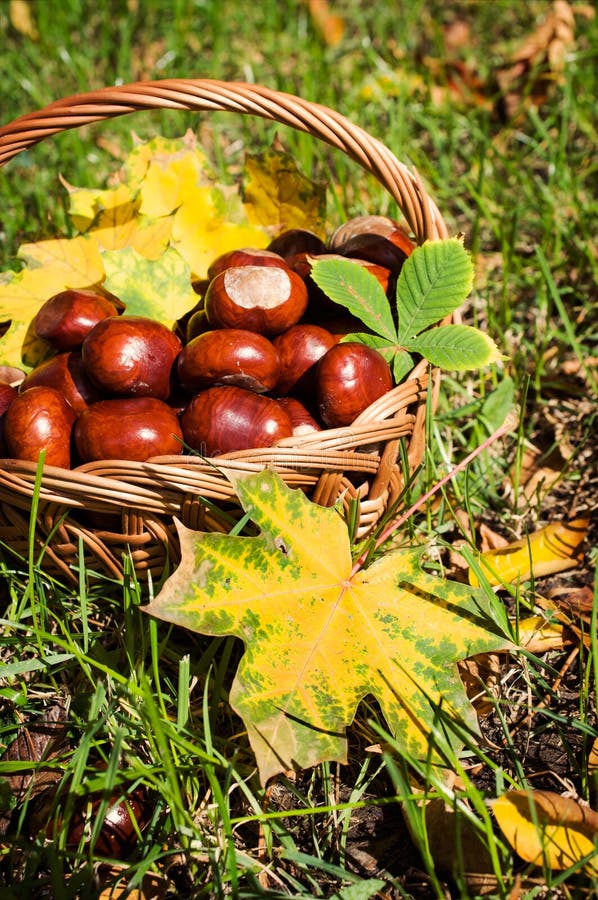 Kastanien Mit Herbstlaub in Einem Korb Stockbild - Bild von ahornholz ...