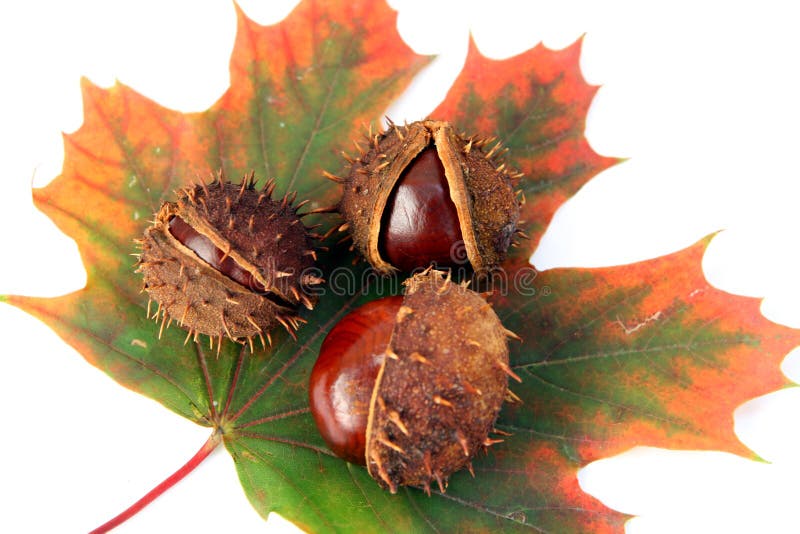 Kastanien und Herbstblatt stockbild. Bild von november - 3226305