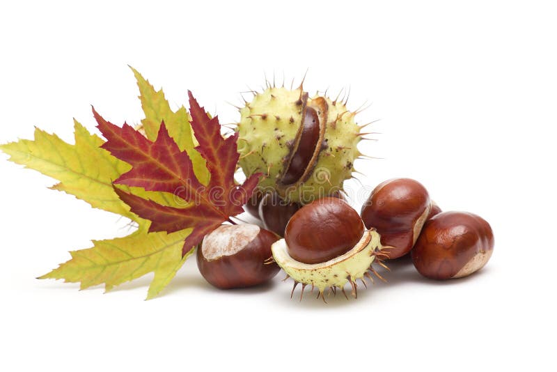 Kastanien und Herbstlaub stockbild. Bild von makro, widerhaken - 31392413