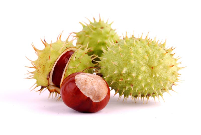 Kastanj fotografering för bildbyråer. Bild av kastanj - 11155945