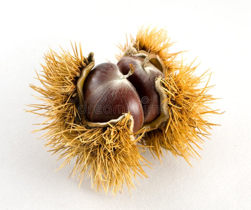 Kastanj arkivfoto. Bild av objekt, frukt, träd, taggar - 16737050